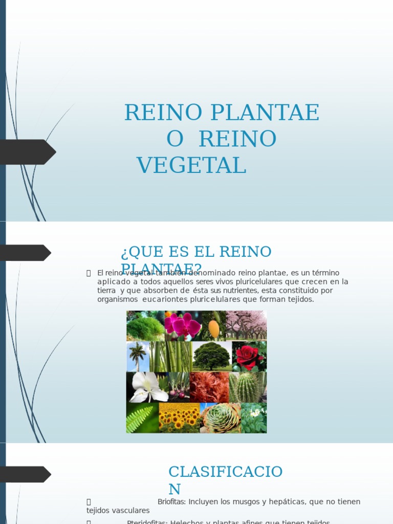Reino Plantae o Reino Vegetal | PDF