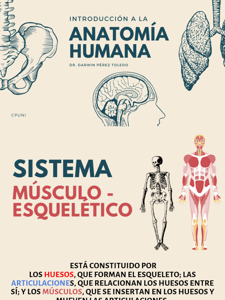 Presentacion Anatomia Humana Medicina Con Diagramas Bonita Colores ...