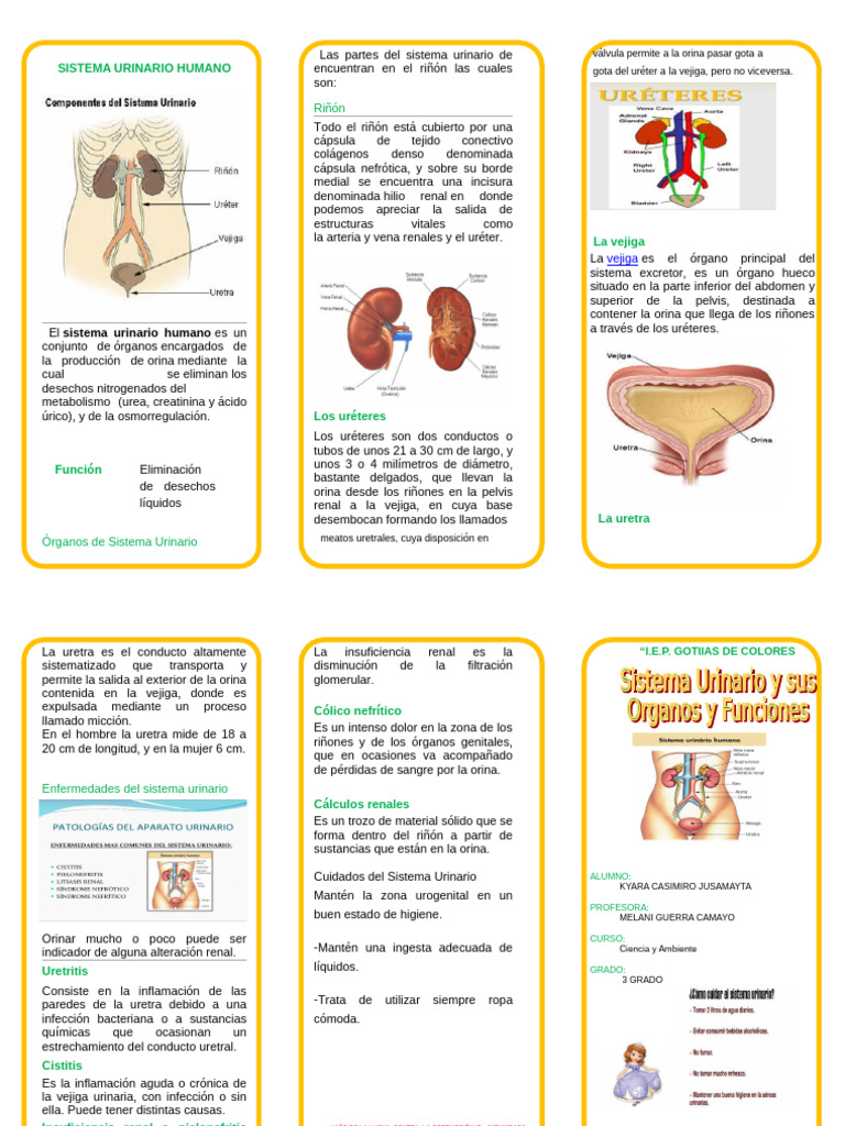 Triptico de Sistema Urinario | PDF
