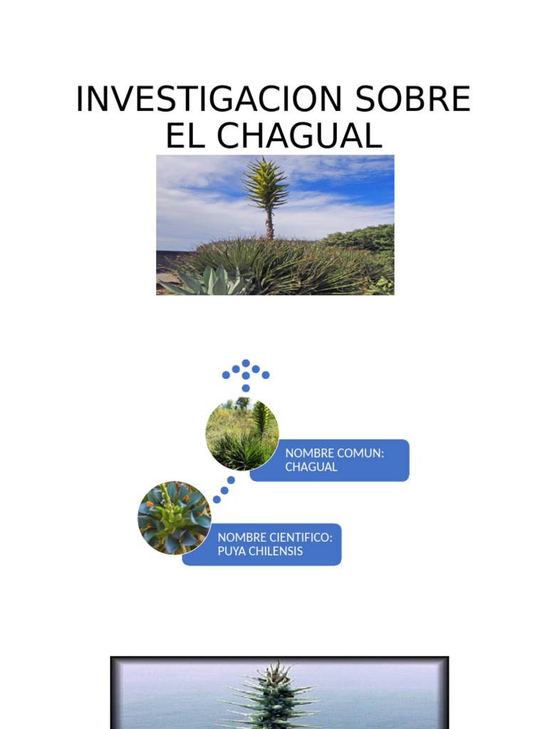 Investigacion Sobre El Chagual | PDF