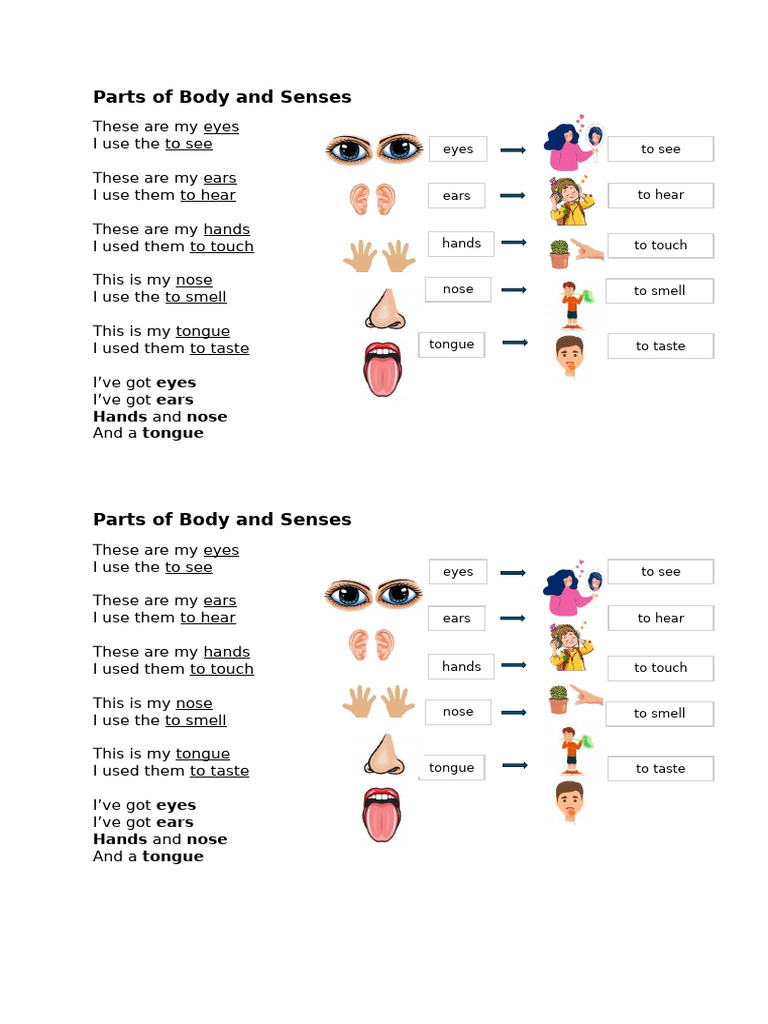 Body Parts Ans Senses Song | PDF