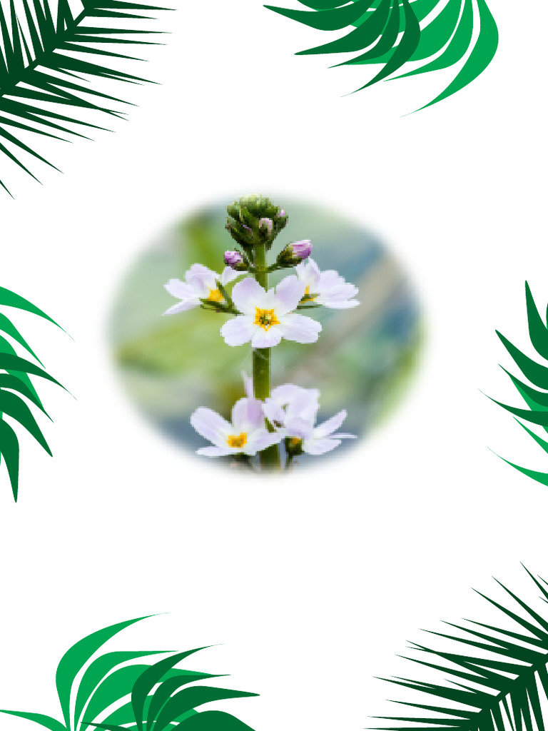 Tapa Water Violet | PDF
