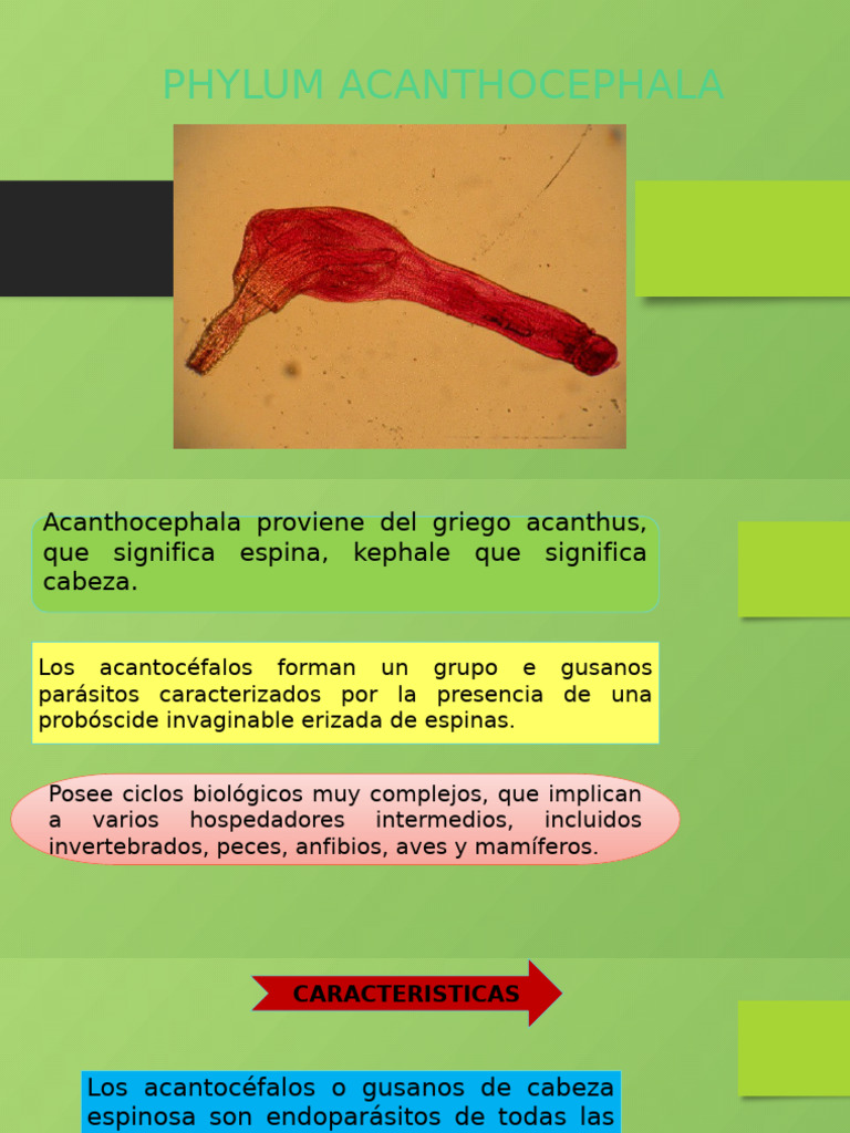 Phylum Acanthocephala | PDF