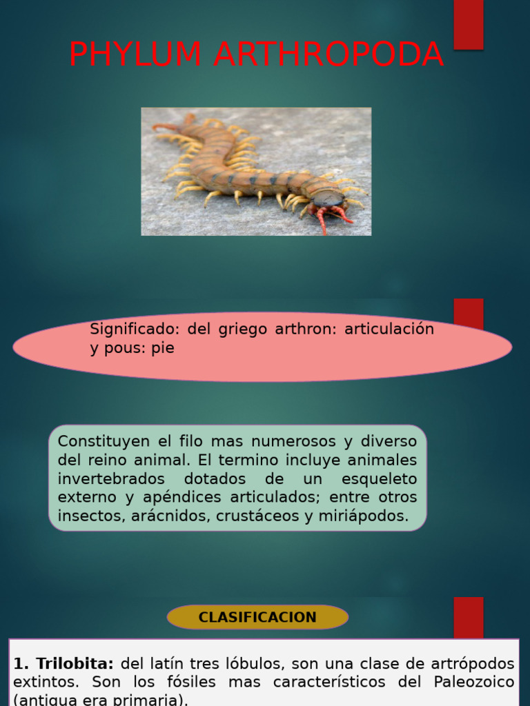Phylum Arthropoda | PDF