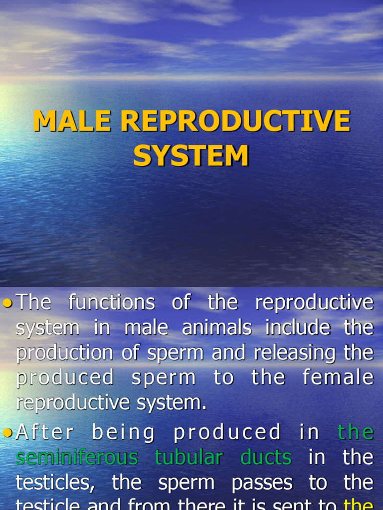 Male Reproduction | PDF