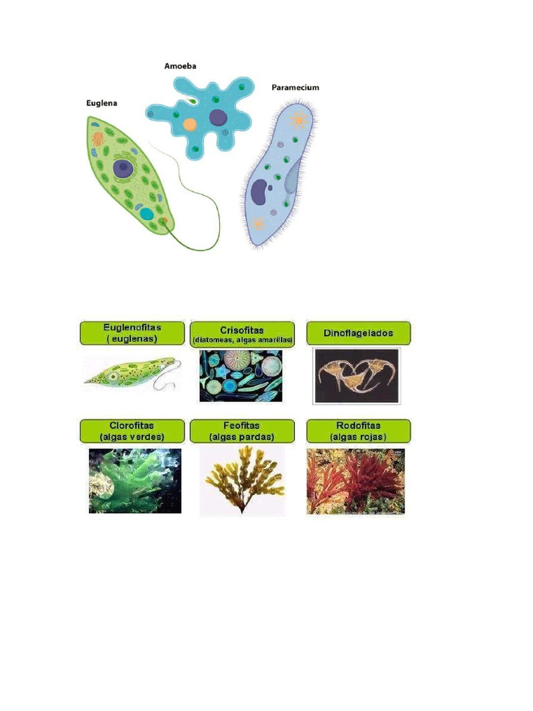 Reino Protista | PDF