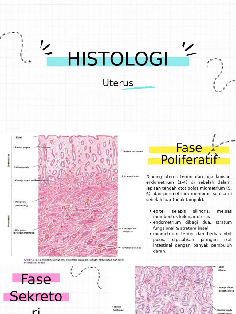 Histologi Uterus | PDF
