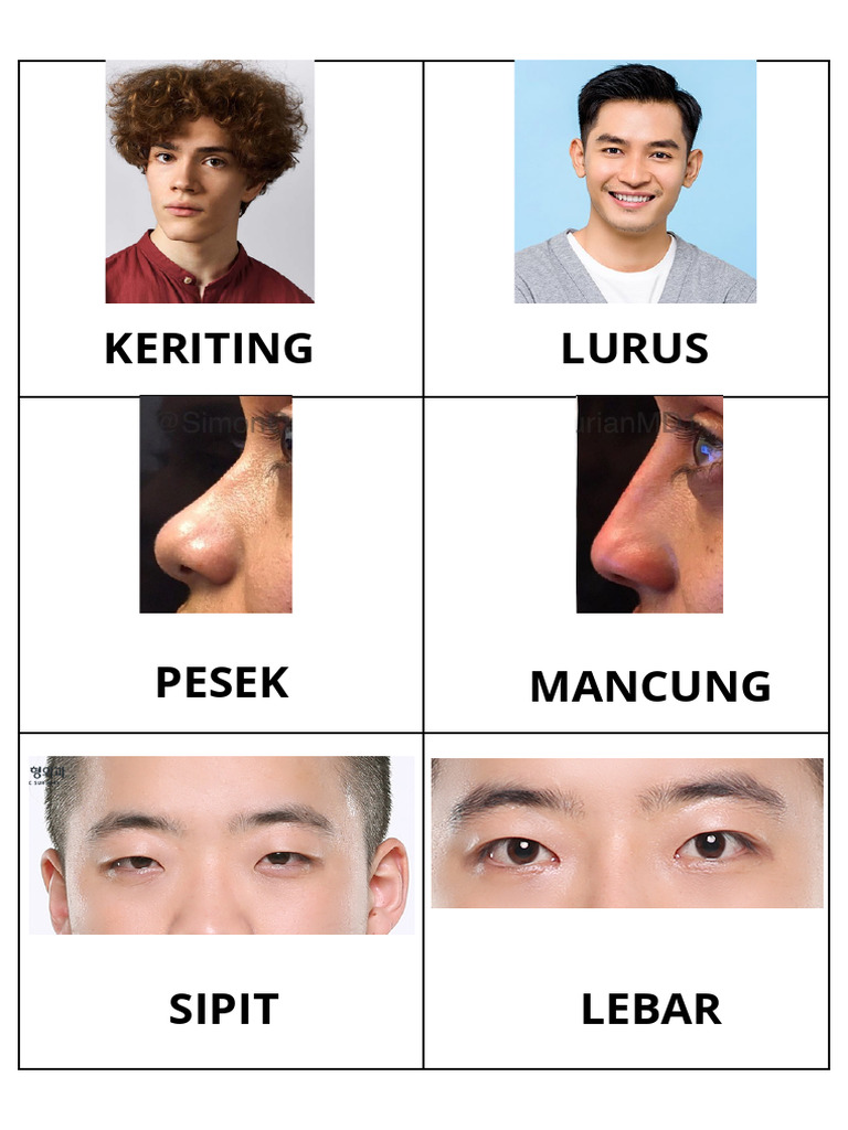 Flashcard Ciri-Ciri Fisik | PDF