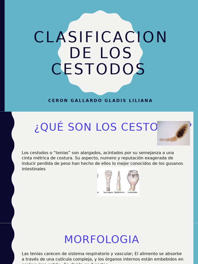 Clasificacion de Los Cestodos | PDF