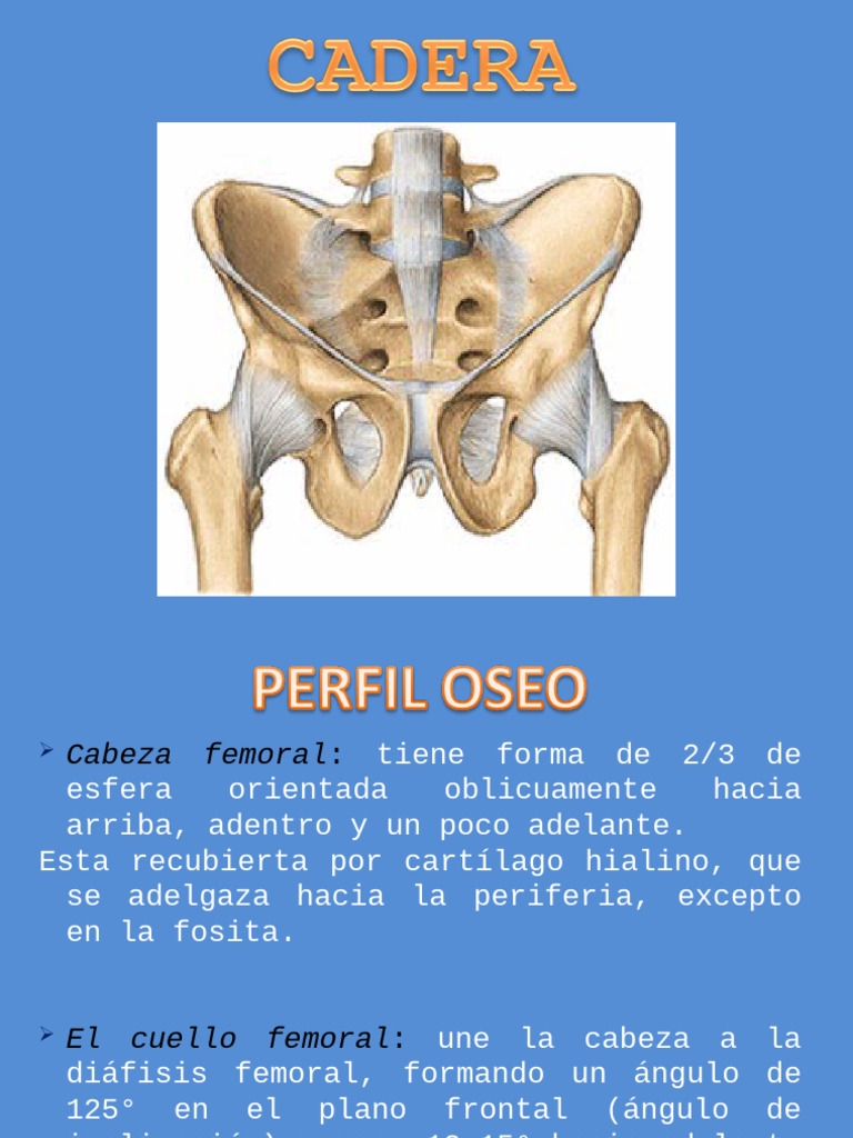 Anatomía y Tratamiento de Fracturas de Cadera | PDF | Rodilla | Ciencia ...