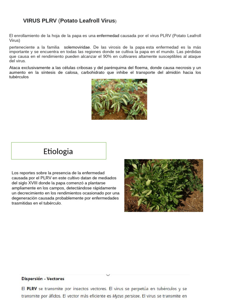 VIRUS PLRV (Potato Leafroll Virus) | PDF