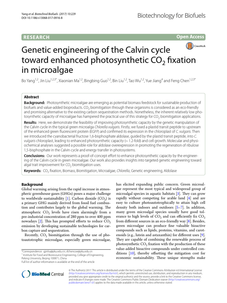 Genetic Engineering of The Calvin Cycle | PDF