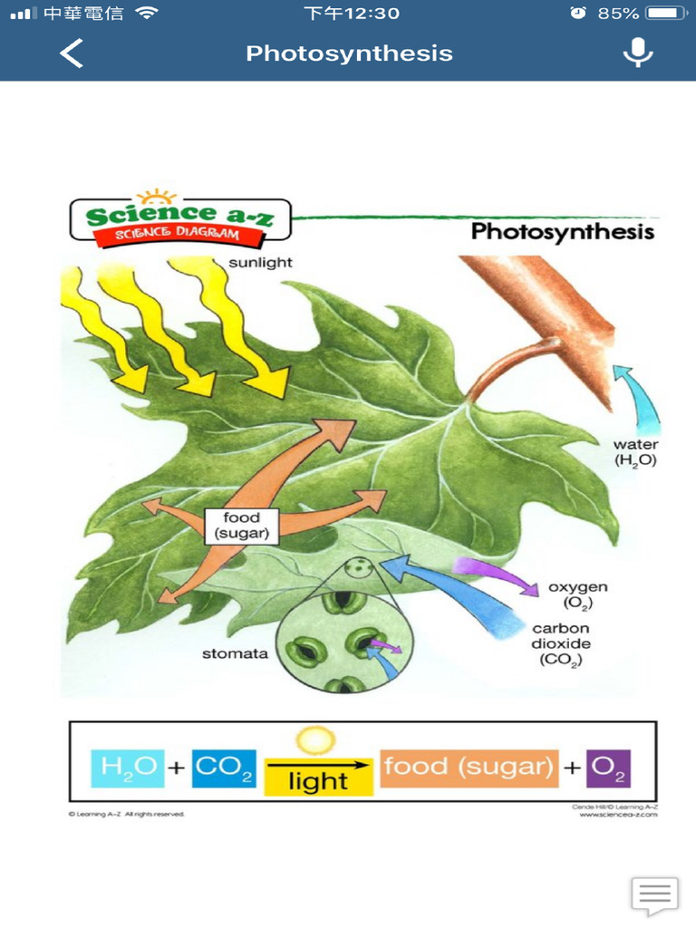 Science - Photosynthesis | PDF