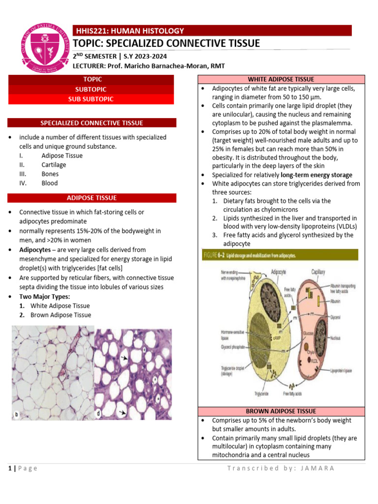 SPECIALIZED CONNECTIVE TISSUE | PDF