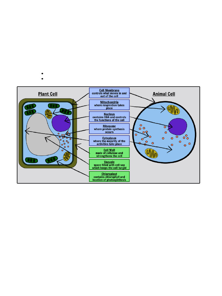 Cell Processes and Maintainance | PDF