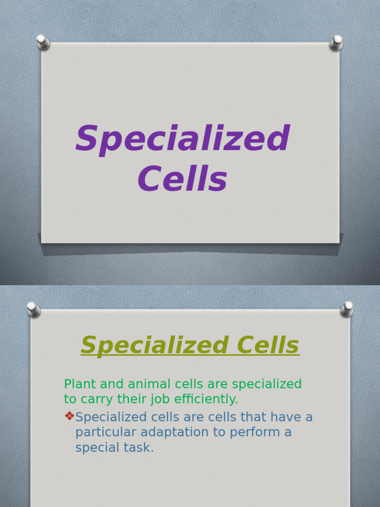 Specialized Cells | PDF