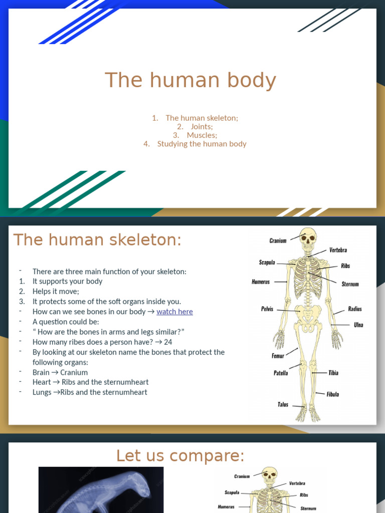 The Human Body | PDF