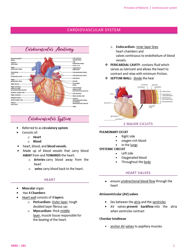 2-Cardiovascular System | PDF