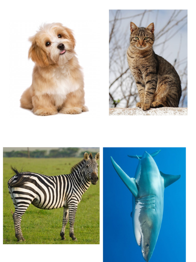 Animal Poster | PDF