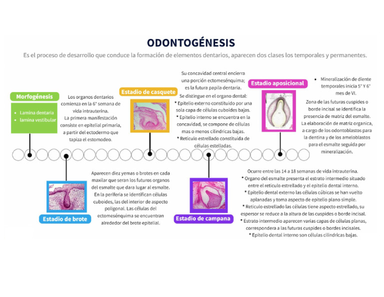 ODONTOGENESIS | PDF