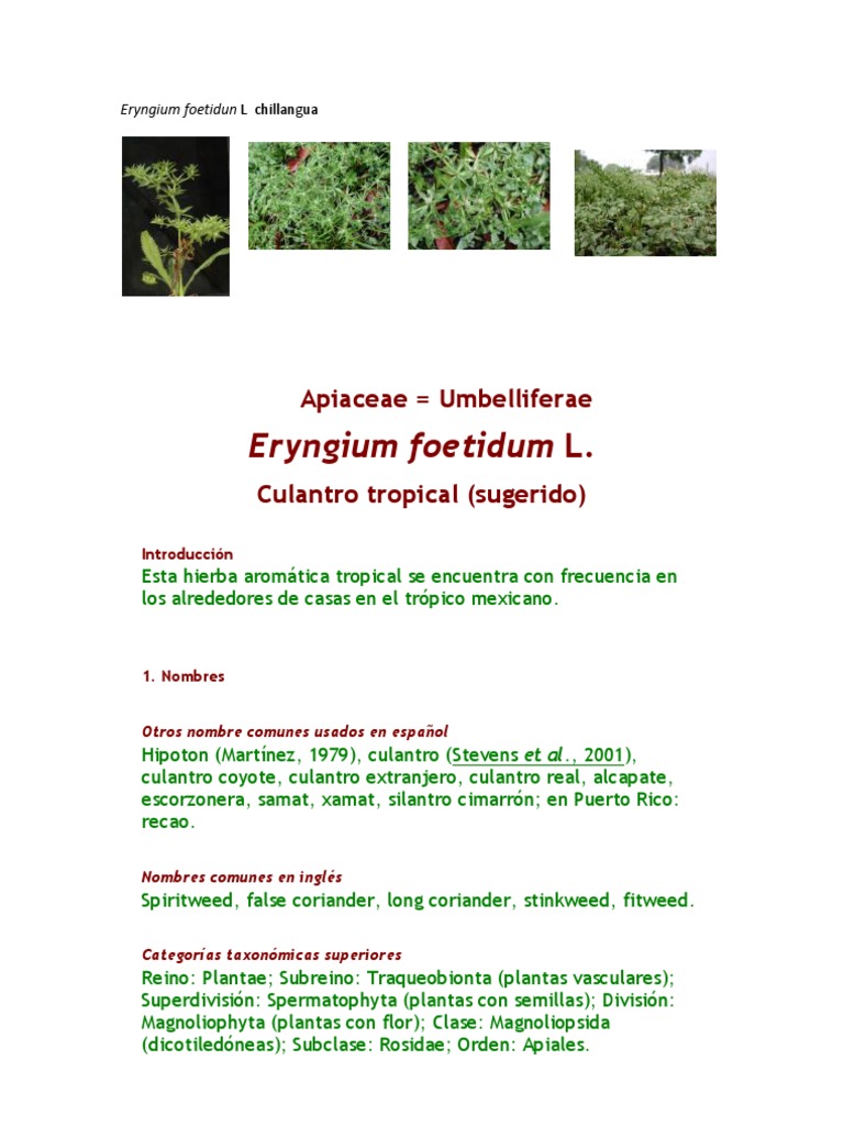 Beneficios y usos de la chillangua | PDF | Solvente | Aceite esencial