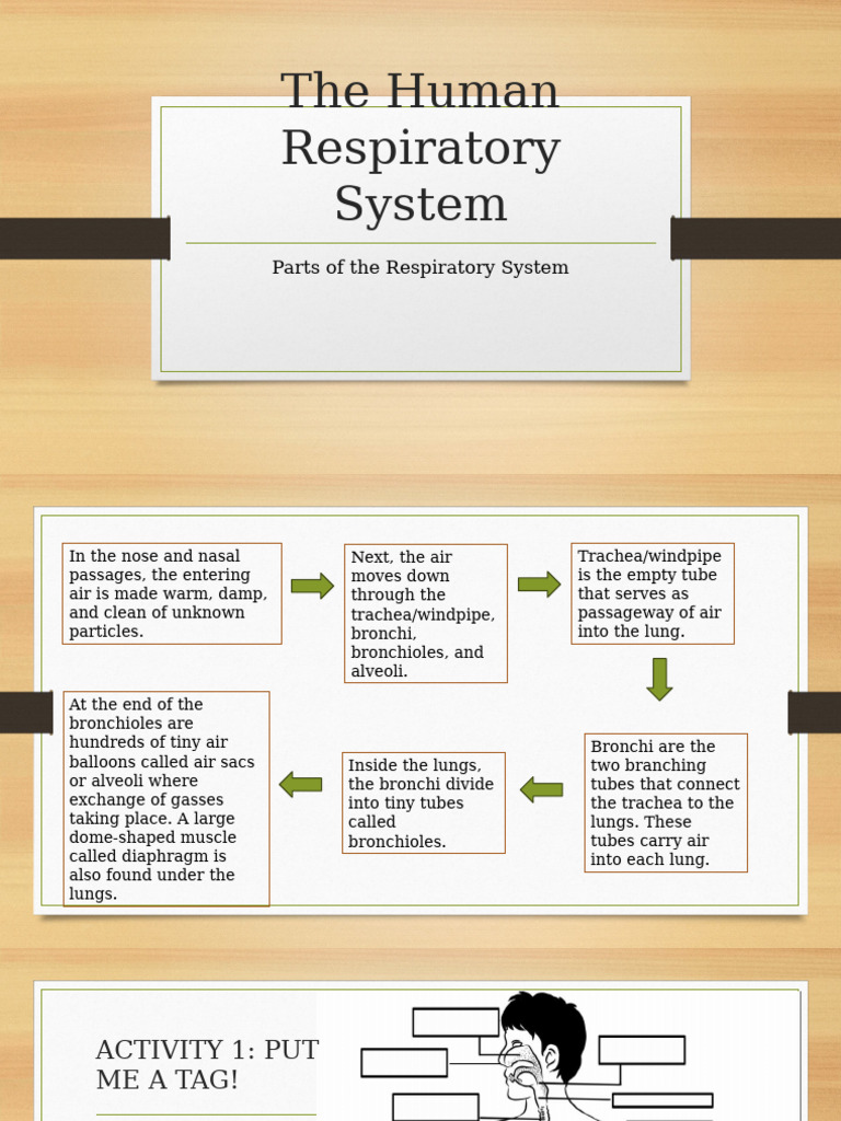 The Human Respiratory System For Students | PDF