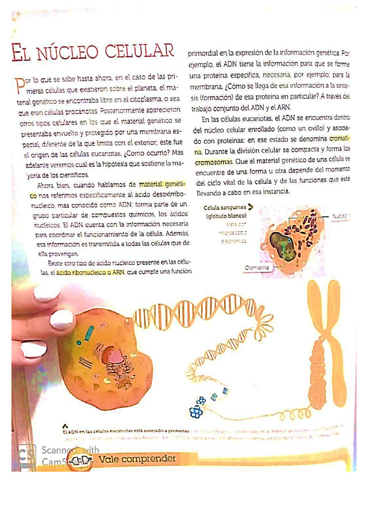 Actividad Núcleo y Ácidos Nucleicos 3er Año IMEP - 2024 | PDF