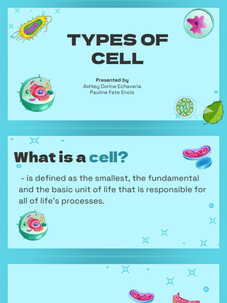 Types of Animal Cell | PDF