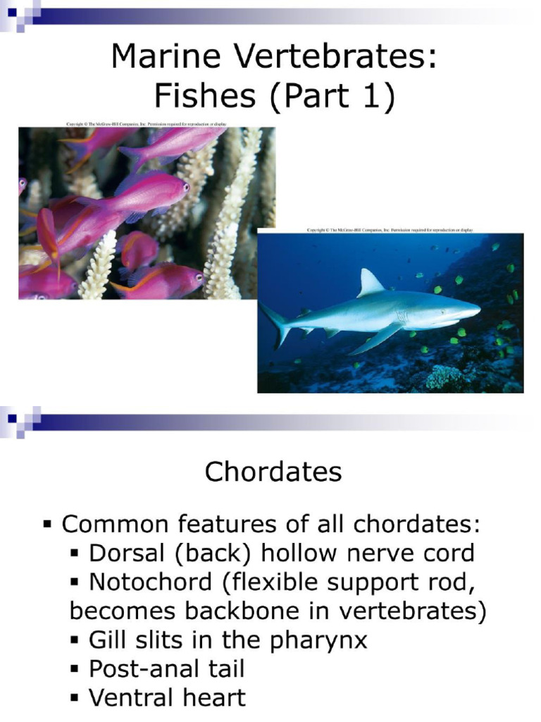 Marine Vertebrates | PDF