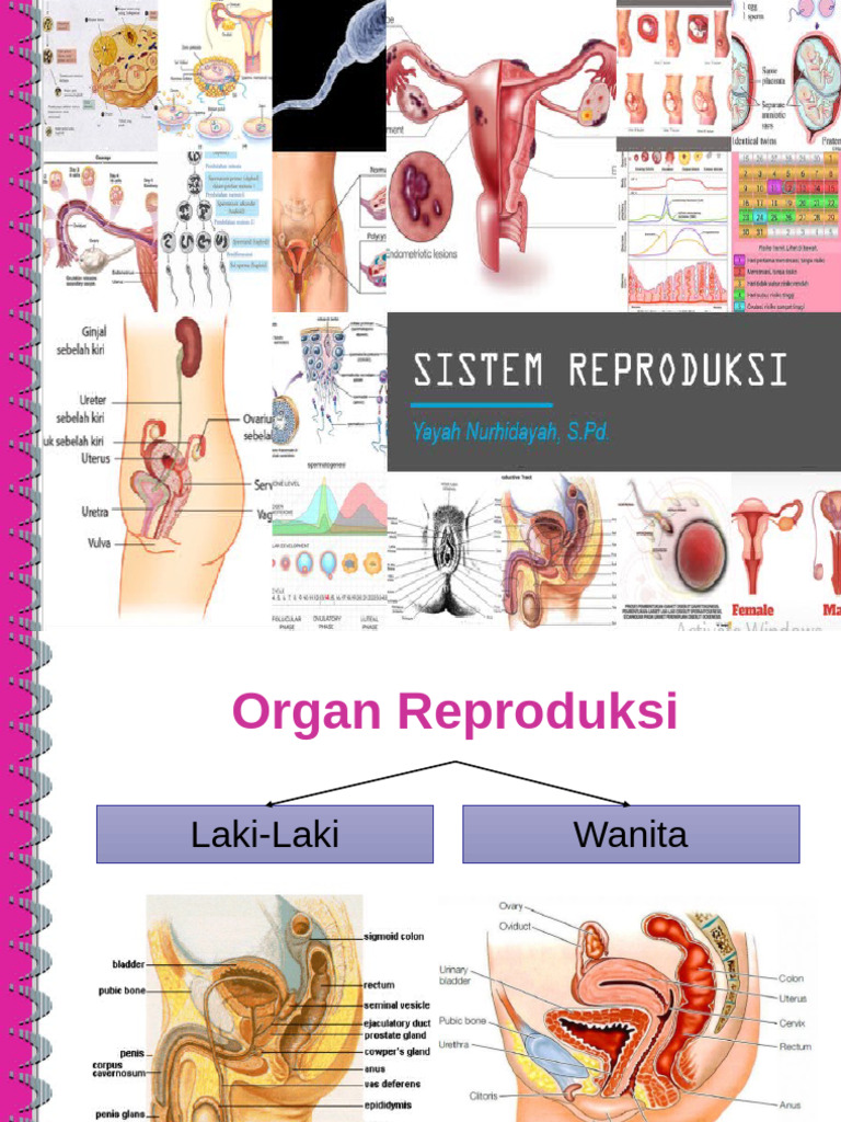 Kelas 9 - Bab 1 - Sistem Reproduksi - Fix | PDF