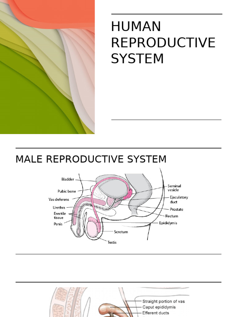 Human Reproductive System | PDF
