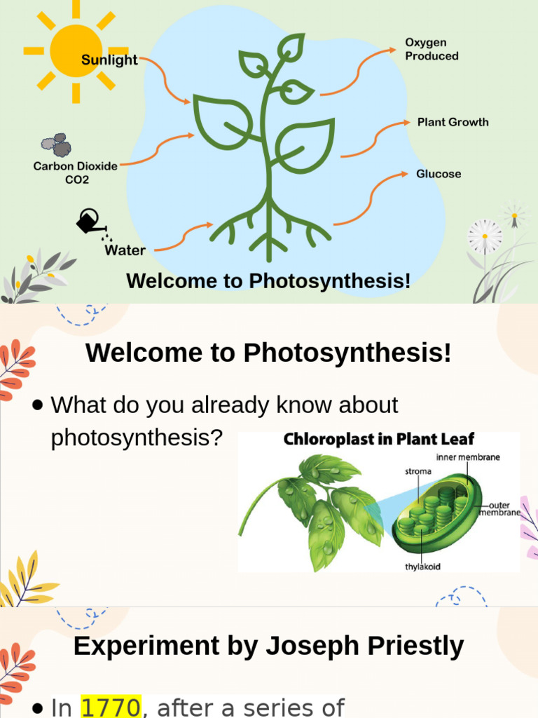 Photosynthesis | PDF