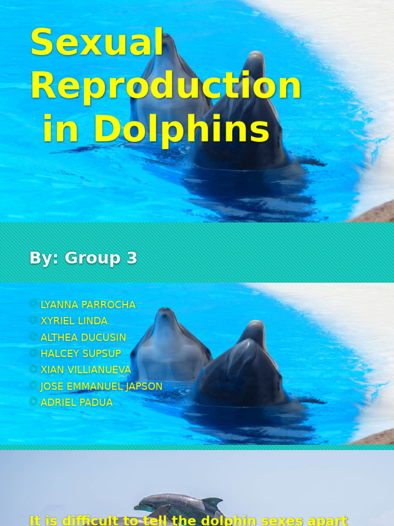 Sexual Reproduction in Dolphins | PDF