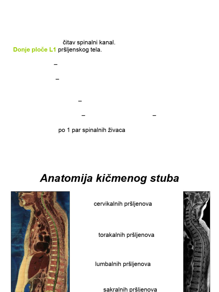 Seminar - Kicmena Mozdina | PDF