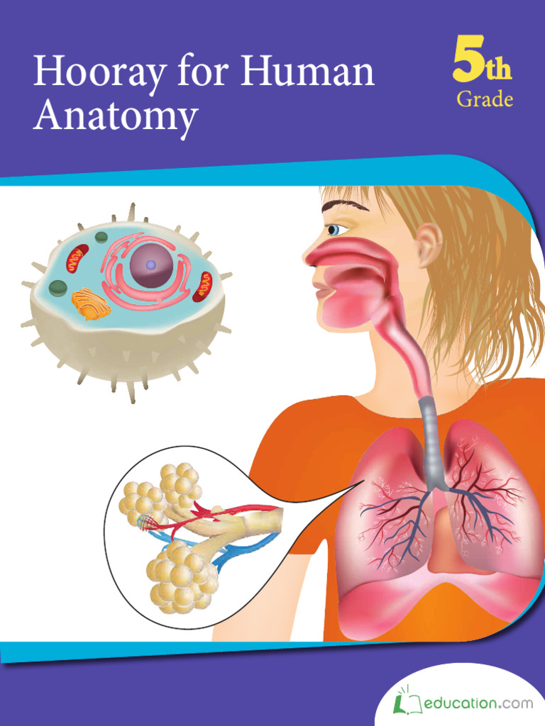 Hurray Human Anatomy Workbook | PDF