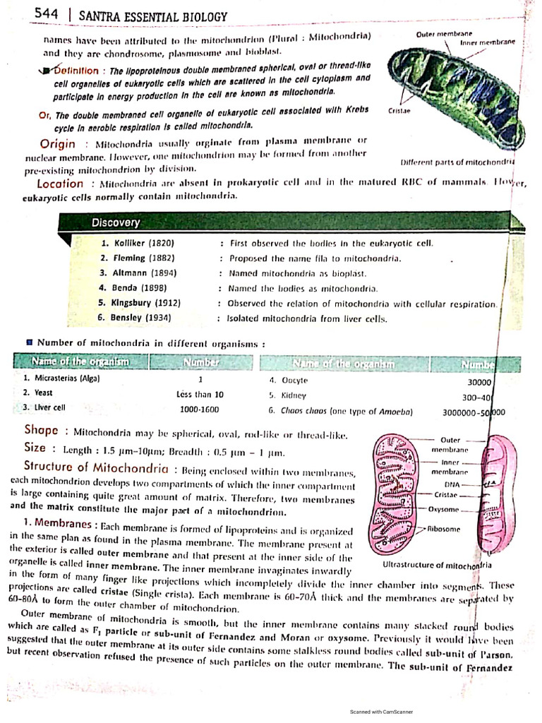 Mitochondria | PDF