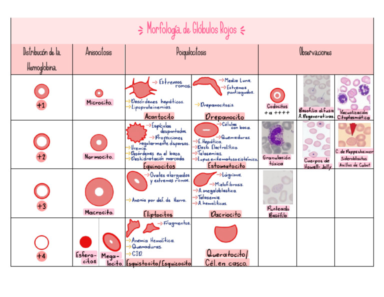 Morfología de Glóbulos Rojos Cuadro, Alisson - 240819 - 102150 | PDF