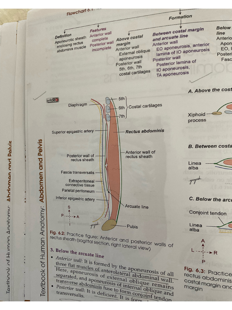 Abdomen and Pelvis Gross Diagram | PDF