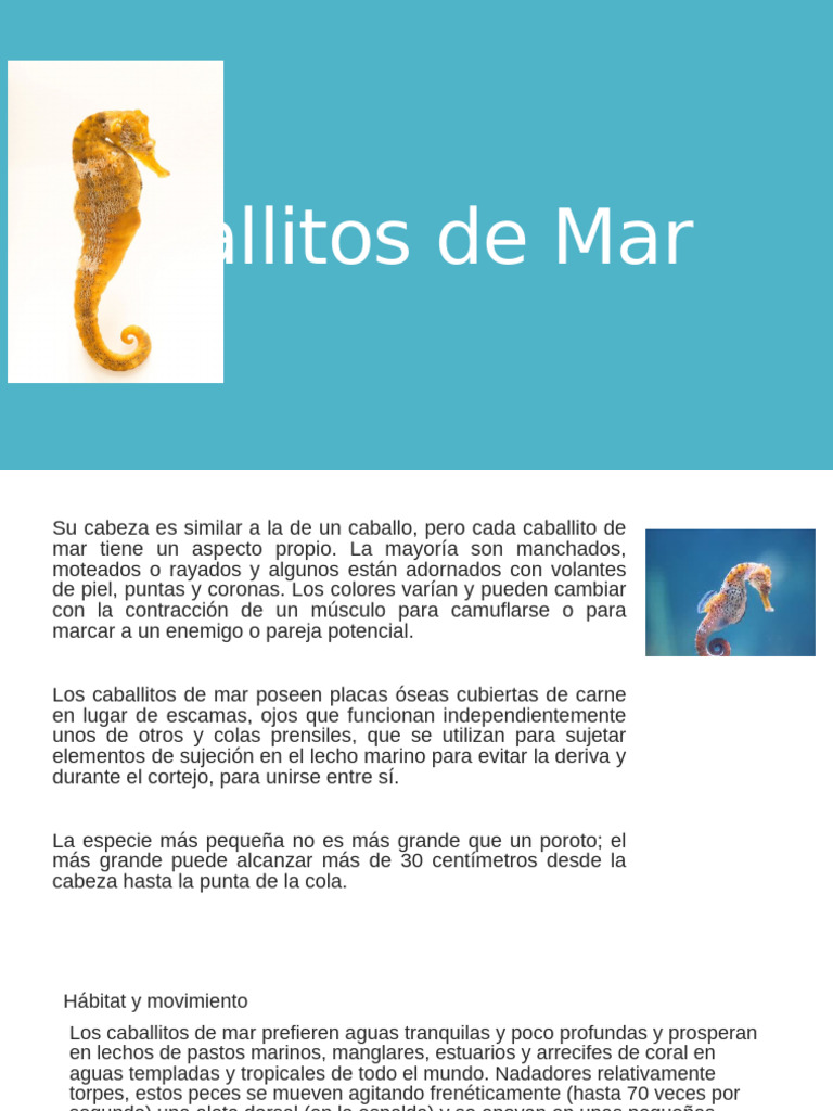 Caballitos de Mar Del Mundo | PDF