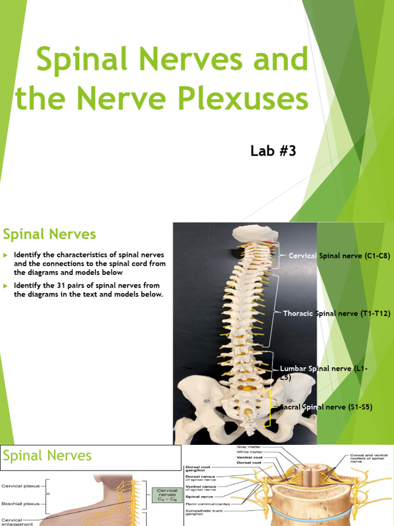 Peripheral Nervous System | PDF | Spinal Cord | Limbs (Anatomy)