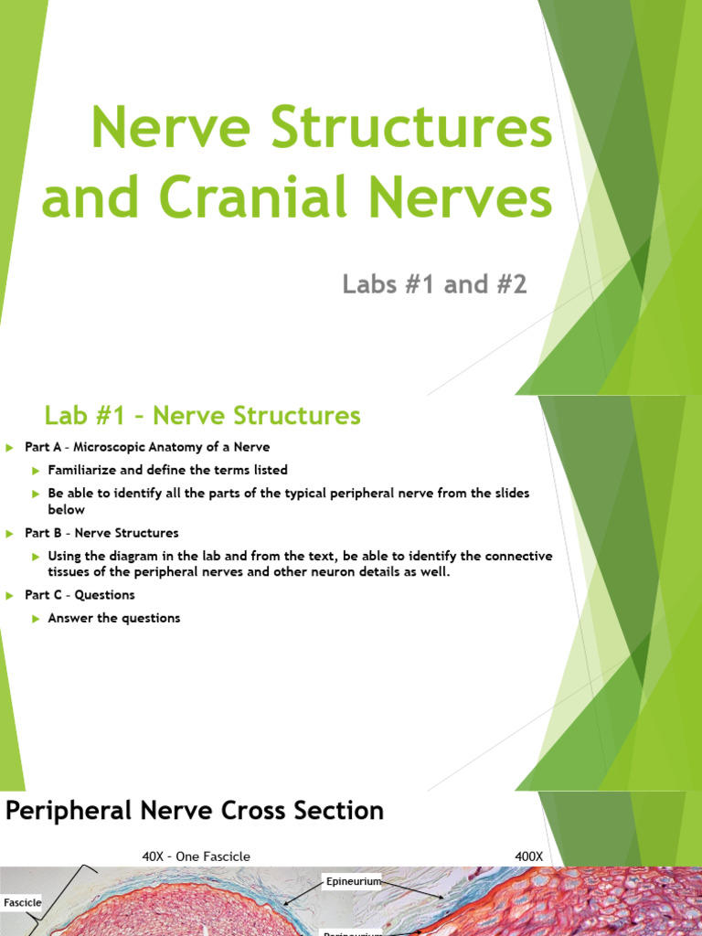 Nerve and Cranial Nerve Lab Guide | PDF | Nerve | Brain