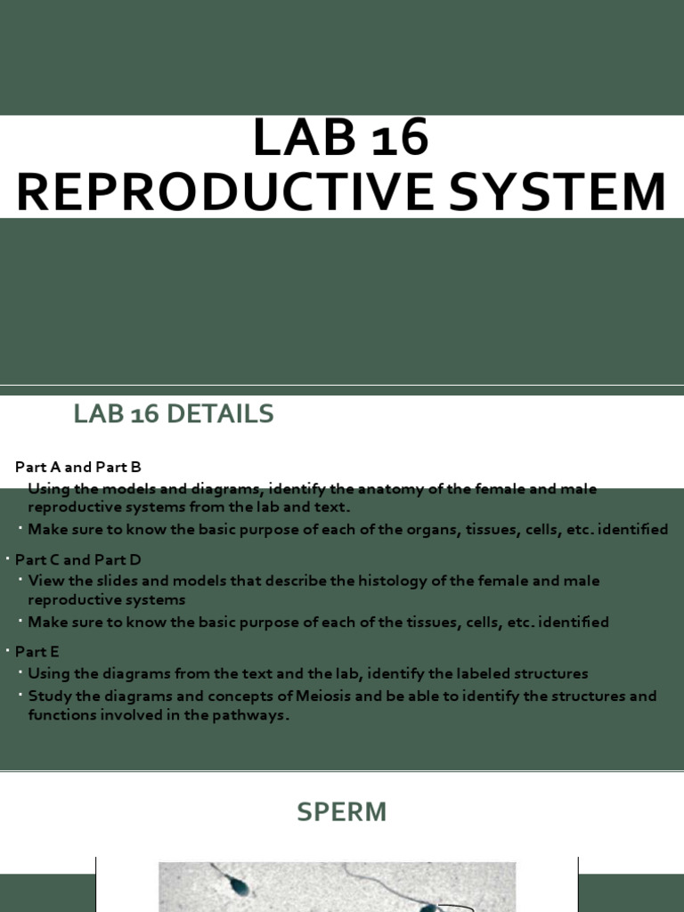 Reproductive System | PDF