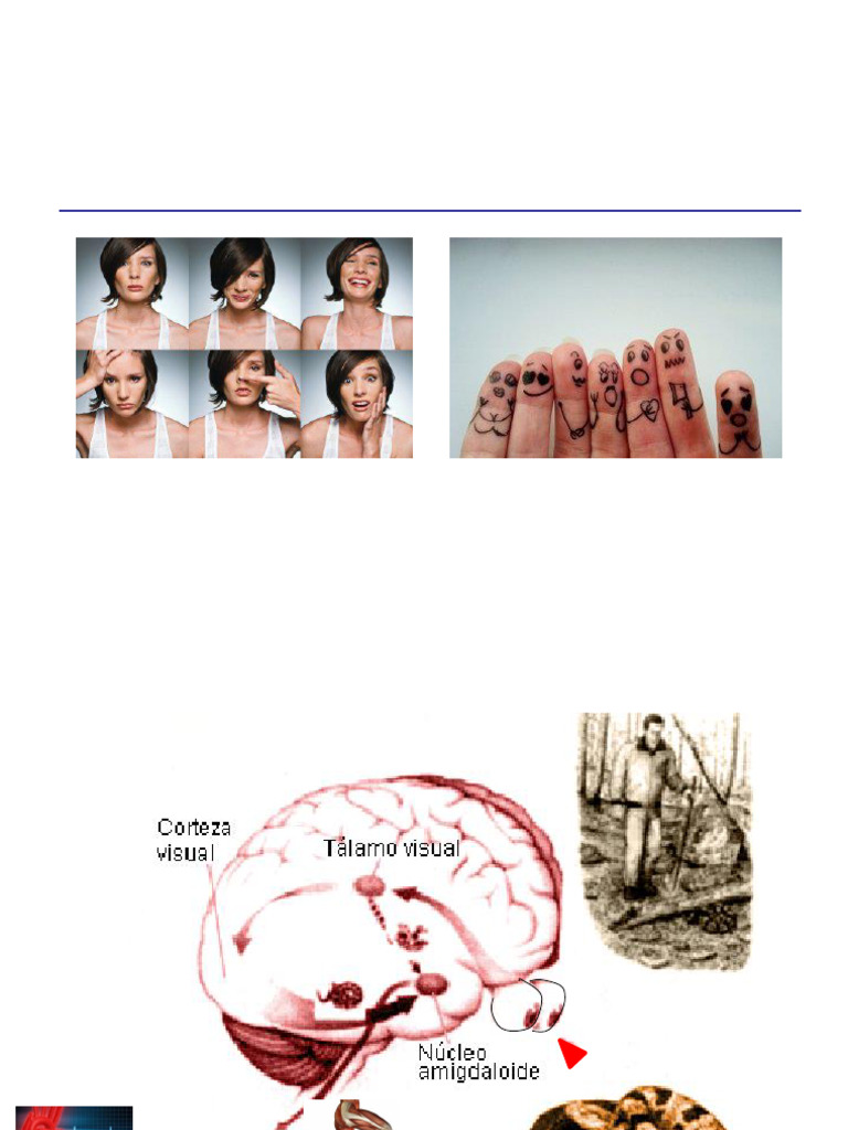 Bases Neorobiológicas De Las Emociones Pdf