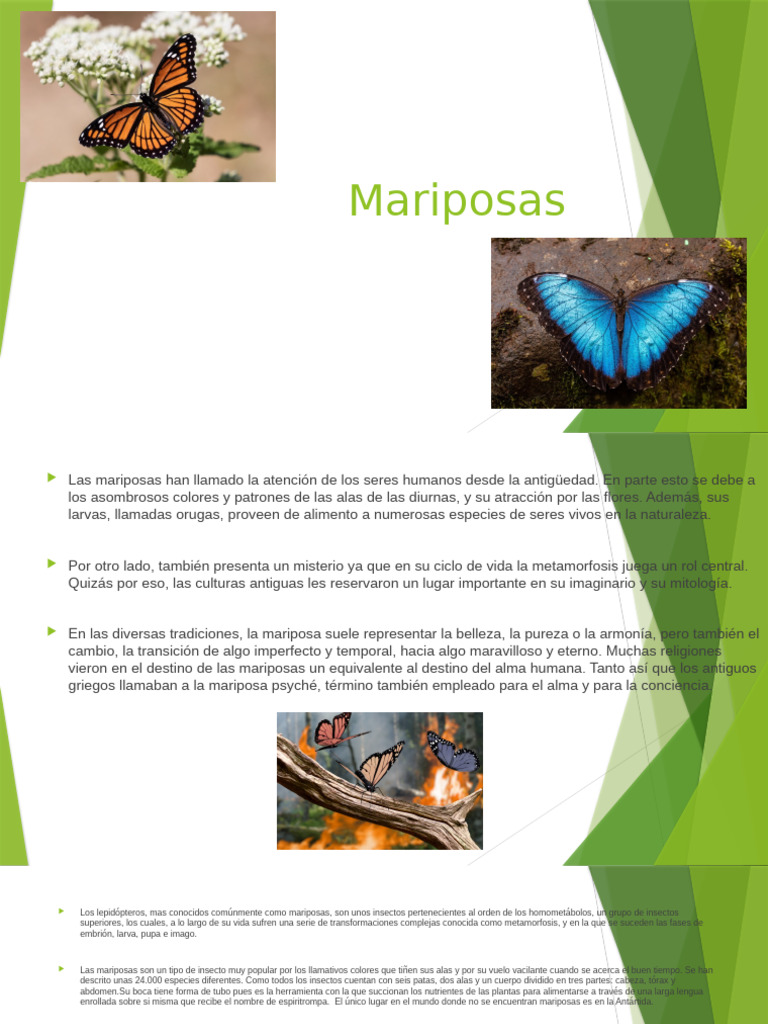 Mariposas en La Naturaleza | PDF | Mariposa | Ciencias sociales
