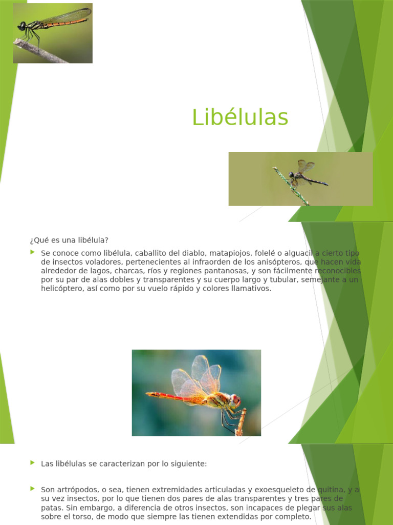 Libélulas en La Naturaleza | PDF | Libélula | Ciencia y matemáticas