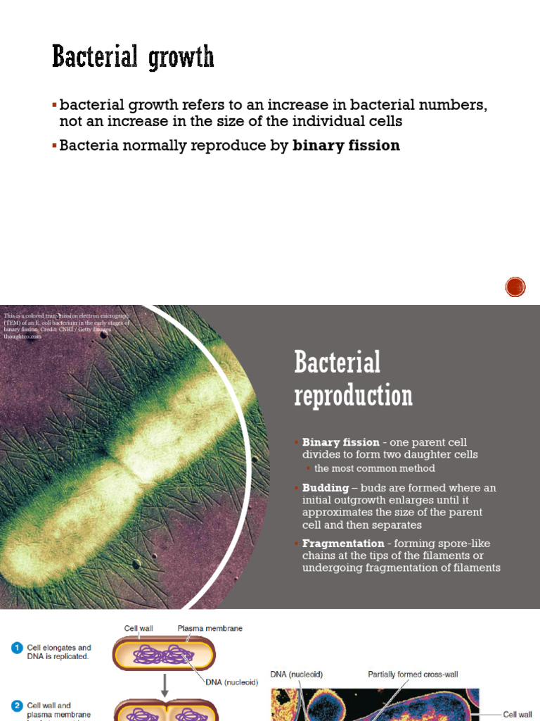 M5 Bacterial Growth | PDF
