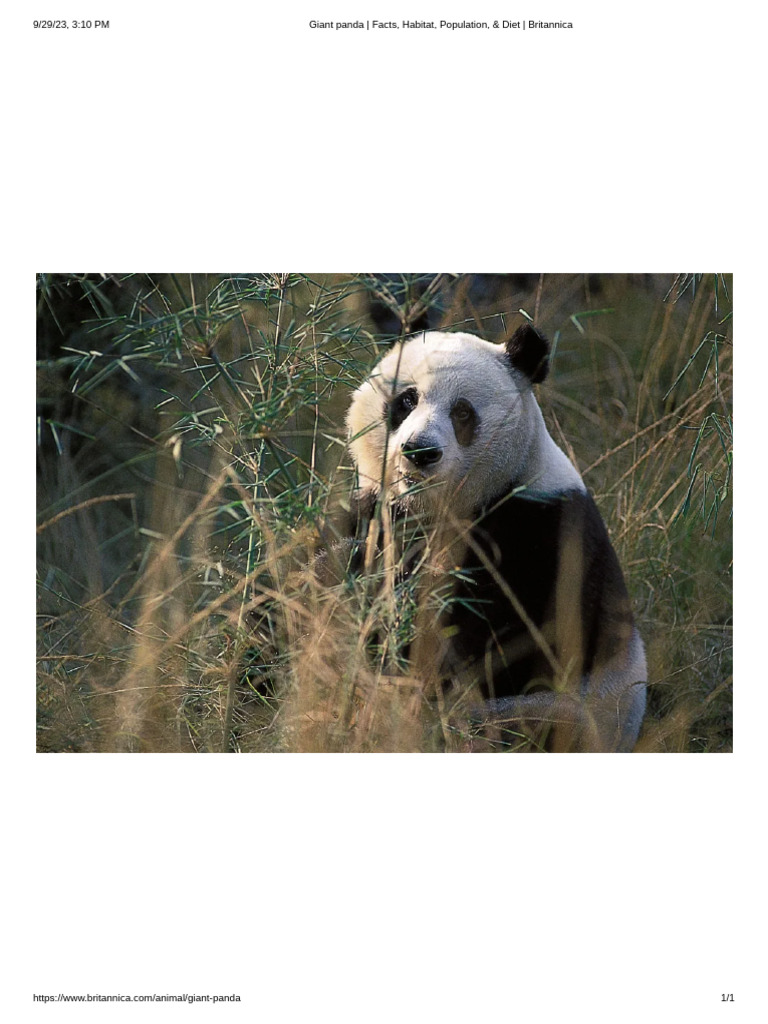 Giant panda _ Facts, Habitat, Population, & Diet _ Britannica | PDF Giant panda _ Facts, Habitat, Population, & Diet _ Britannica | PDF