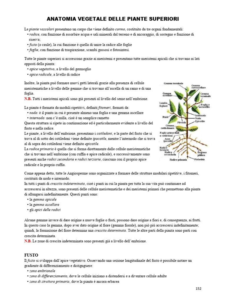 Anatomia Vegetale Delle Piante Superiori: Fusto | PDF
