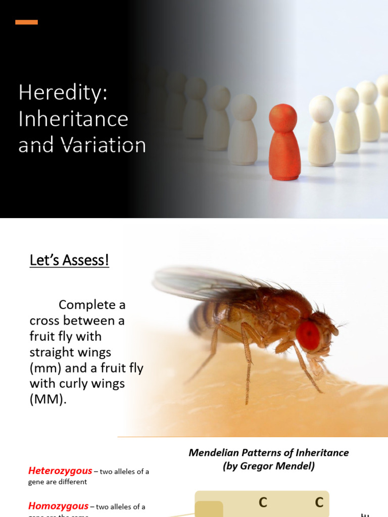 Lesson 3 Heredity 1 | PDF
