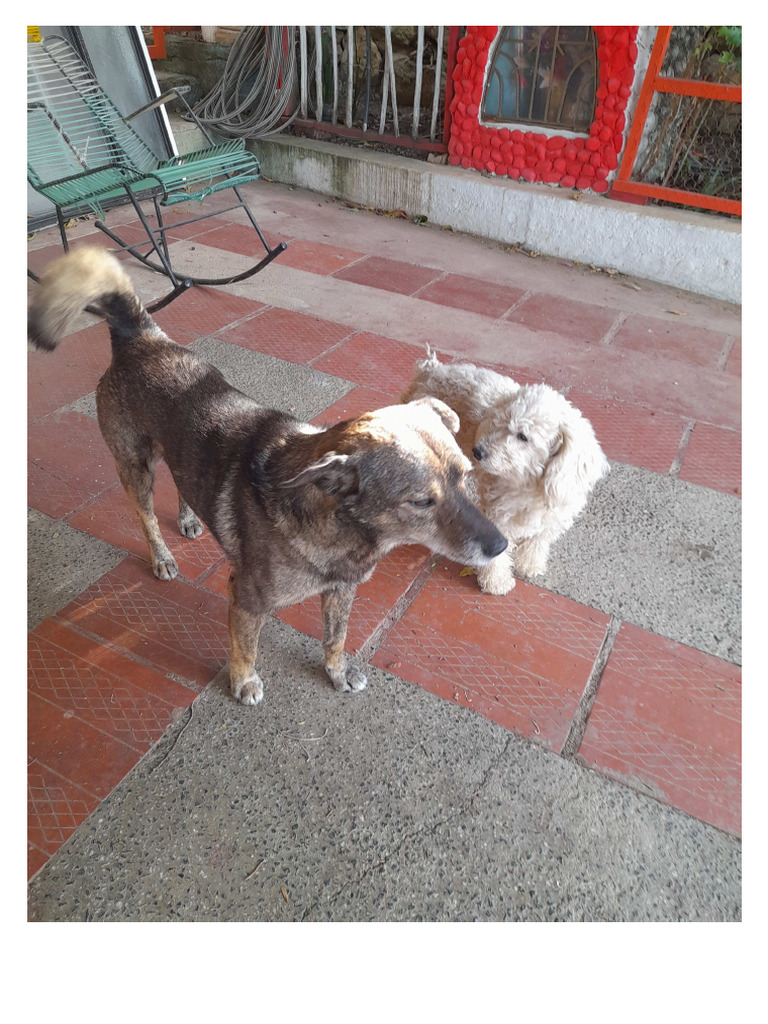 Perros Color Café | PDF